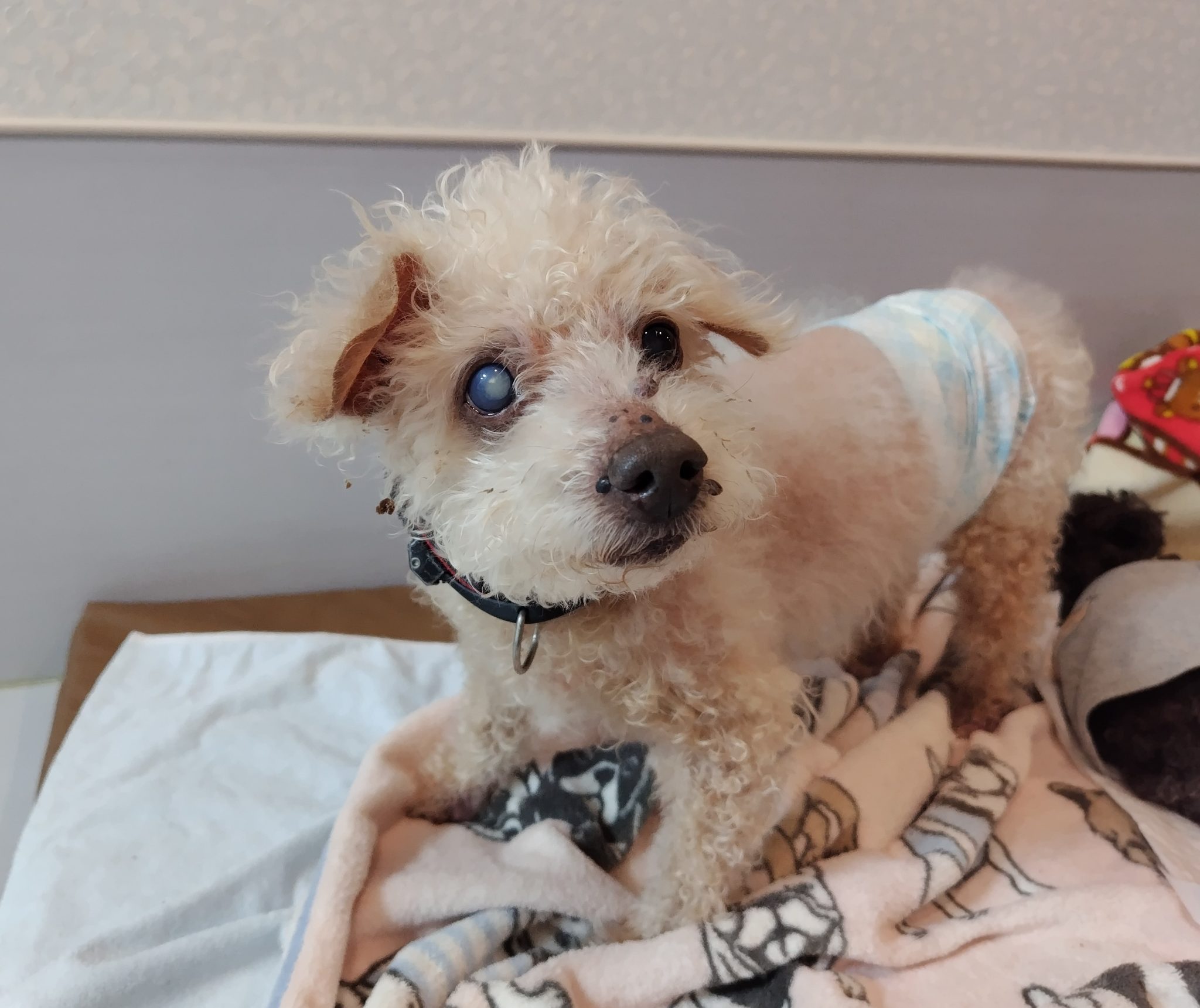 新しい家族がふえました ｜ 老犬介護ホーム ろうたす｜京都